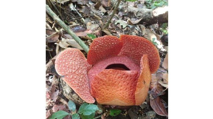 Bunga Raflesia di Pangandaran Rawan Dirusak, BKSDA Kirim Orang untuk ...