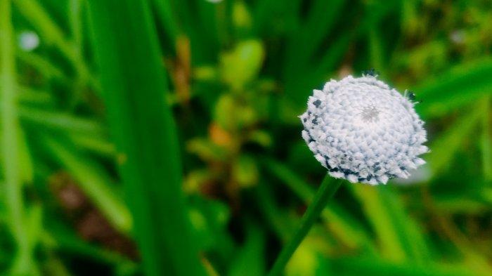 Seperti Edelweiss, Tak Mudah Layu, Bunga Rawa Ini Juga Tak Boleh ...