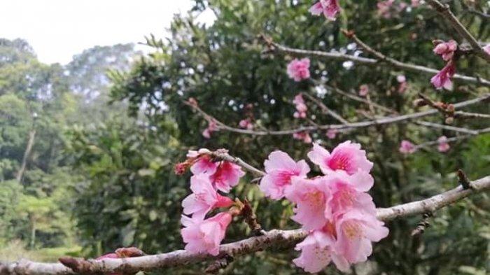 Bunga Sakura Mekar di Kebun Raya, Lokasinya Dekat Sungai dan Dingin ...