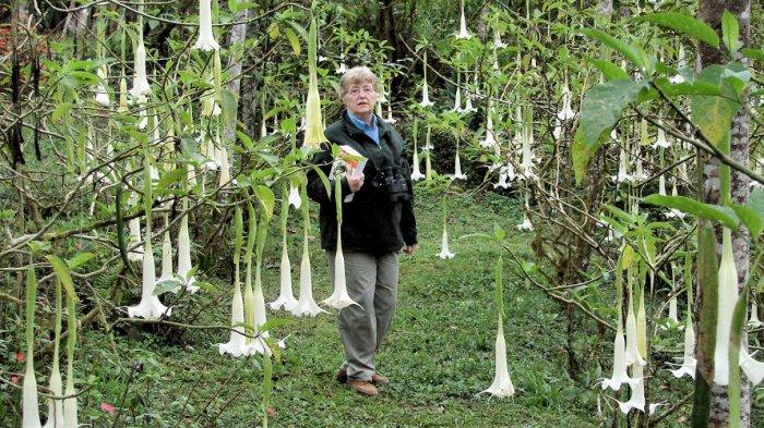 Di Balik Keindahan Kecubung Ada Maut Mengintai, Seluruh Bagian ...