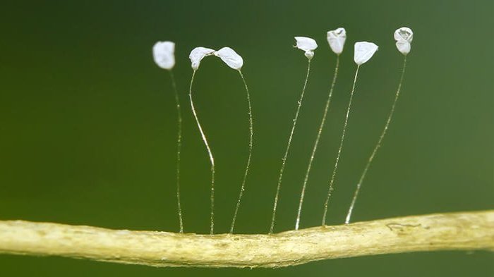 Bunga Udumbara, 'Bunga dari Surga' yang Mekar 3000 Tahun Sekali ...