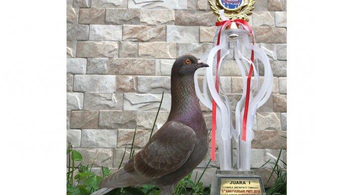 Keistimewaan Burung Merpati Rp 1 Miliar dari Bandung, Diberi Nama Raja ...