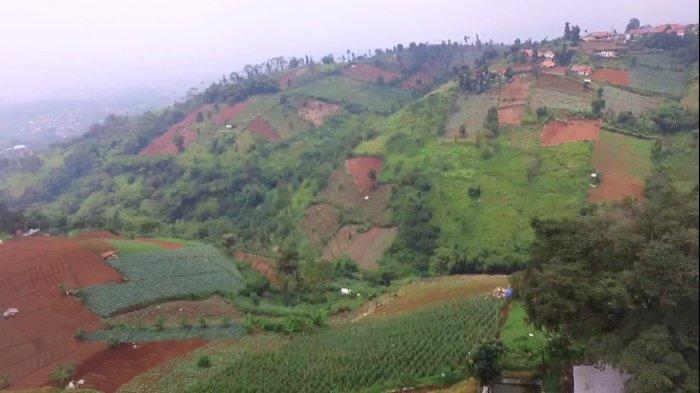 Cimenyan, Kawasan Perkebunan Sejak Zaman Bung Karno, Dulu Hutan Kini ...