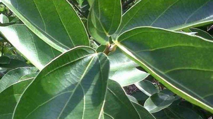 Inilah Manfaat Daun Cincau untuk Kesehatan, Dijadikan Minuman ...