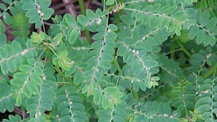 Banyak Khasiat, Ini 7 Cara Buat Ramuan Daun Meniran Sesuai Penyakit ...