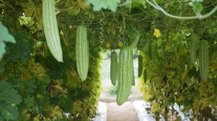 Daun Pare Dipercaya Bisa Membantu Menyuburkan Kandungan, Begini Cara ...