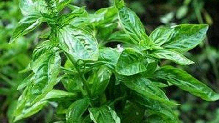 Daun Selasih Atau Daun Basil Bisa Jadi Obat Hipertensi? Berikut Hasil ...