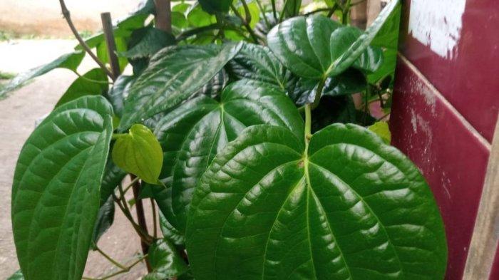 Benarkah Air Rebusan Daun Sirih Bermanfaat untuk Mata? Begini ...