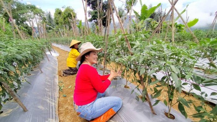 Cerita Elsa, Warga Belanda yang Memilih Jadi Petani Cabai di Pelosok ...