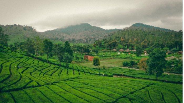 Menuju Proses Digitalisasi, PTPN VIII Ciptakan Aplikasi Tea Trade ...