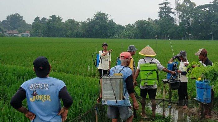 Hama Sundep Menyerang 310 Hektar Sawah di Karawang, Petugas Semprot ...