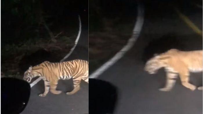 Viral Video Pengendara Mobil Berpapasan dengan Harimau Sumatera saat ...