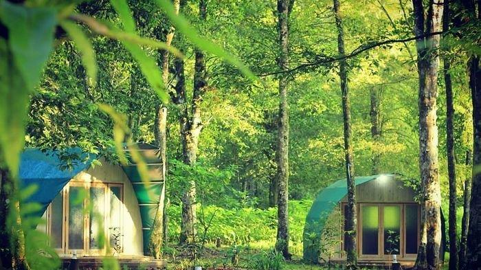 Hejo Forest Wisata Alam Dengan Glamping dan View Hutan Natural di ...
