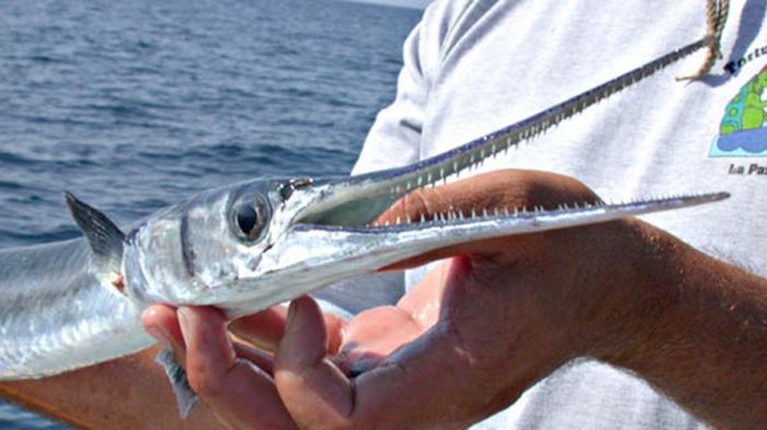 Sudah Tahu Manfaat Besar Ikan Cucut Untuk Kesehatan Manusia? Intip Yuk ...