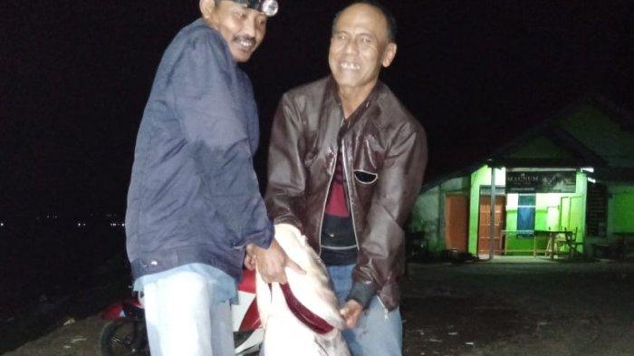 Ikan Raksasa dari Waduk Darma Kuningan Ternyata Memiliki Berat Hampir ...