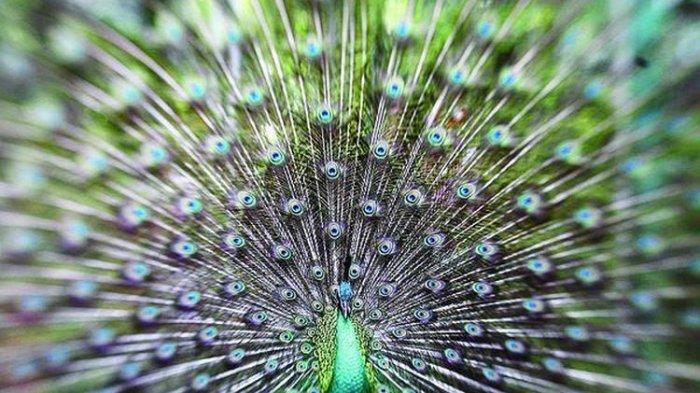 Yuk Intip Telur Merak Hijau Menetas di Kebun Binatang Bandung, Bisa ...