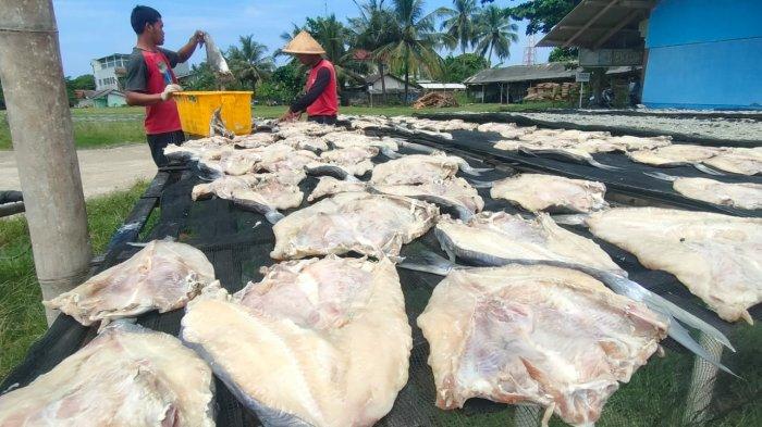 Ikan Asin Jambal Roti Laris Manis di Pangandaran, Di-order Lewat Online ...