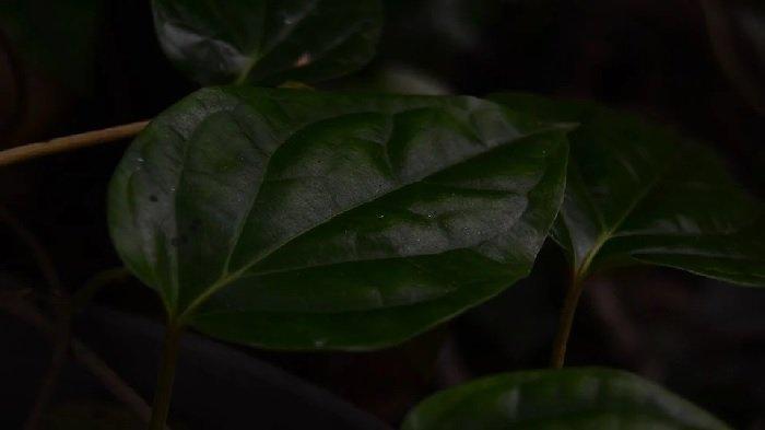 Ganti Air Cuci Muka dengan Rebusan Daun Sirih, Semakin Cantik, Kulit ...