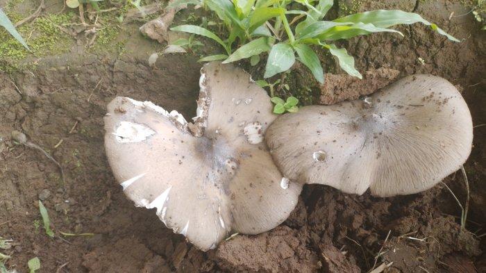 Keracunan Massal di Desa Sukamaju Pangandaran, 11 Orang Dirawat Diduga ...