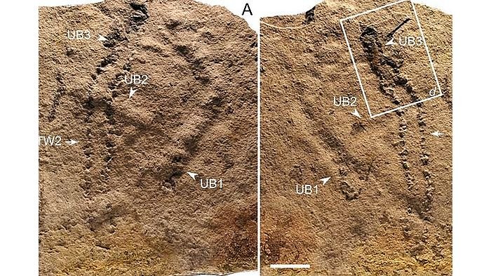 Jejak Kaki Tertua di Dunia, Lebih Tua dari Dinosaurus Telah Ditemukan ...