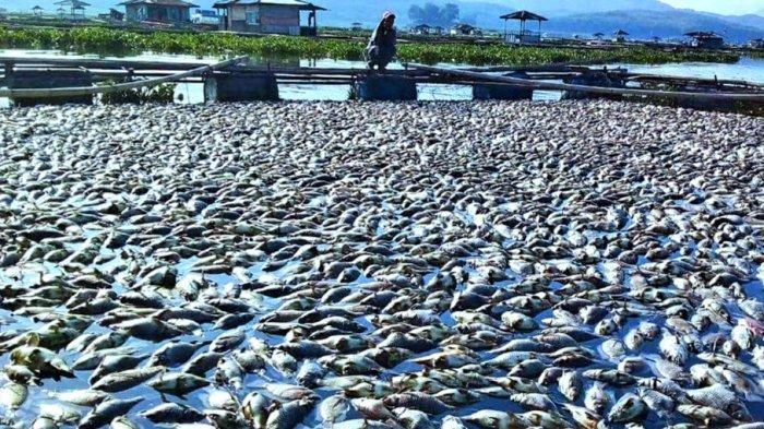 Fenomena Tahunan Terimbas Cuaca Buruk, Jutaan Ikan di Kolam Jaring ...