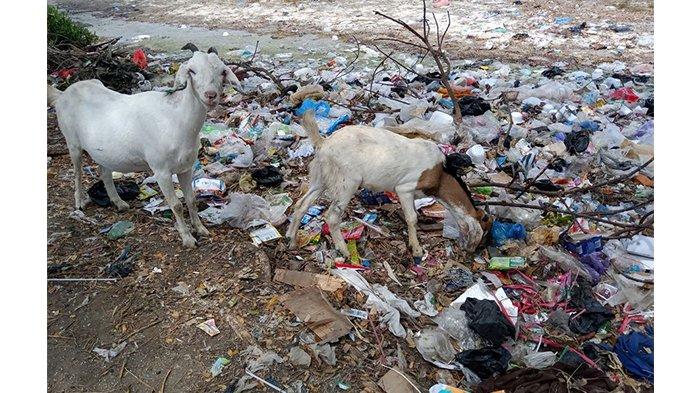 VIDEO Kambing-kambing di Karangsong Indramayu Makan Sampah - Tribunjabar.id