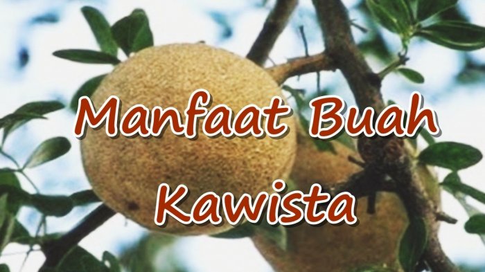 Makan Buah Kawista Dipercaya Bisa Sembuhkan Penyakit-penyakit Ini ...