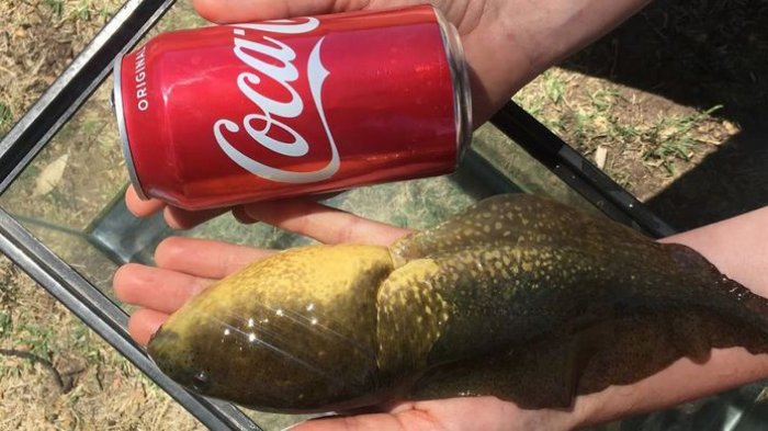 Ini Penampakan Goliath Si Kecebong Raksasa, Tubuhnya yang Besar Justru ...