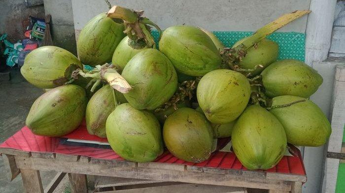 Petani Kelapa di Pangandaran Sedang Bahagia, Harga Kelapa Sedang Naik ...