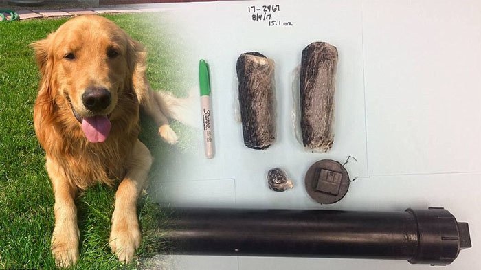 Wow! Anjing Rumahan Ini Berhasil Temukan Heroin Seharga Rp 1,1 Miliar ...