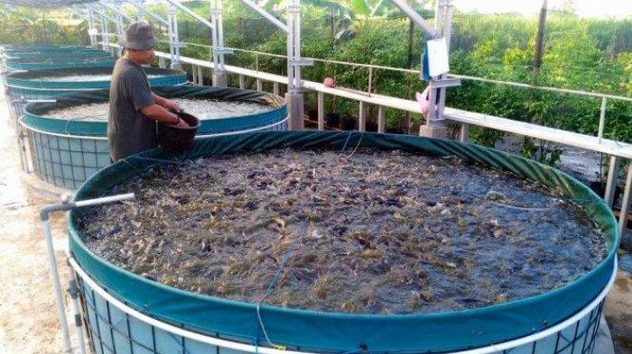 Program Petani Milenial, Pembudidaya Lele di Jabar Diproyeksikan Meraup ...