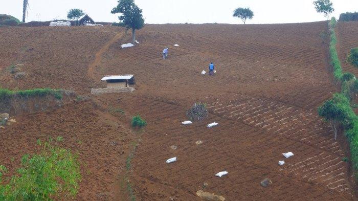 Wilayah Cimenyan di KBU Makin Gundul, Perbukitan Malah Ditanami Sayuran ...
