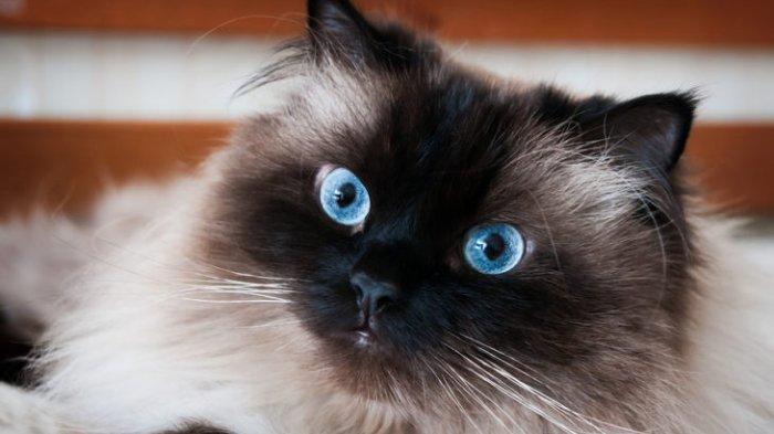 Cat Lovers, Yuk Kenali Lebih Jauh Jenis Kucing Himalayan Sebelum Anda ...