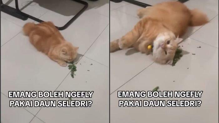 Viral Video Kucing "Oyen" Disebut Nge-fly Gara-gara Makan Daun Seledri ...