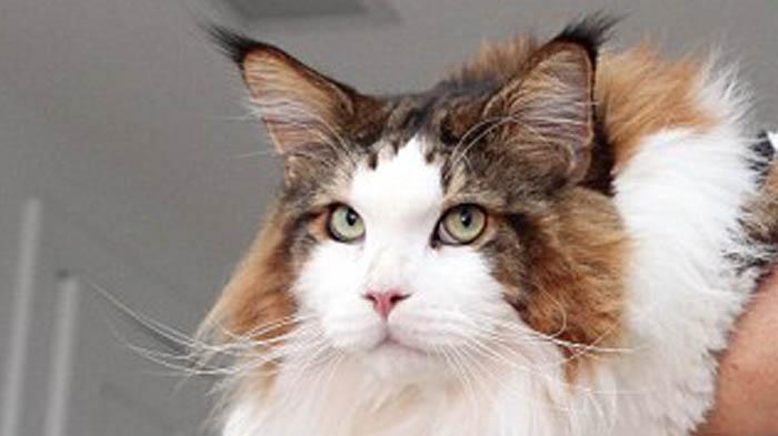 Lucu atau Ngeri Lihat Kucing Bernama Samson Ini? Kenapa? Ini ...