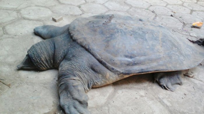 Ini Spesies Kura-kura Sebenarnya yang Ditemukan Warga Kampung Sayang - Tribunjabar.id