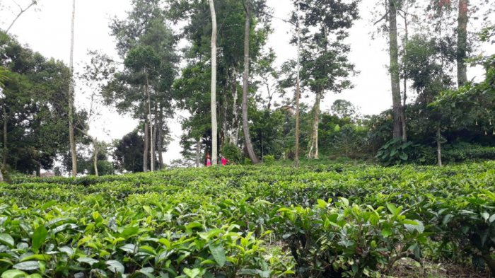 PTPN VIII Targetkan Hijaukan Seribu Hektare Lahan di Jabar dan Banten ...