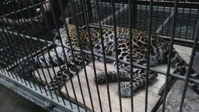 Macan Tutul Jawa Ada di Semua Gunung di Jabar - Tribunjabar.id