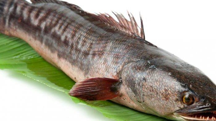 Ini Segudang Manfaat Ikan Gabus, dari Pemulihan Pasca Operasi sampai ...