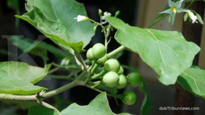 Ini Manfaat Tanaman Pokak untuk Penderita Darah Tinggi, Bisa Juga Cegah ...