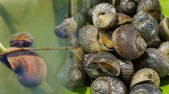 Khasiat Siput Sungai, Hewan 'Menjijikan' yang Punya Banyak Manfaat ...