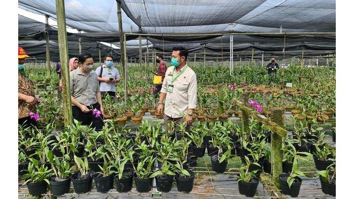 Tingkatkan Budidaya Anggrek, Mentan Dorong Perusahaan Eka Karya Flora ...