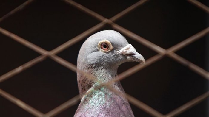 Dulu Hanya Sebagai Pengantar Surat, Kini Merpati Pos Jadi Bisnis ...