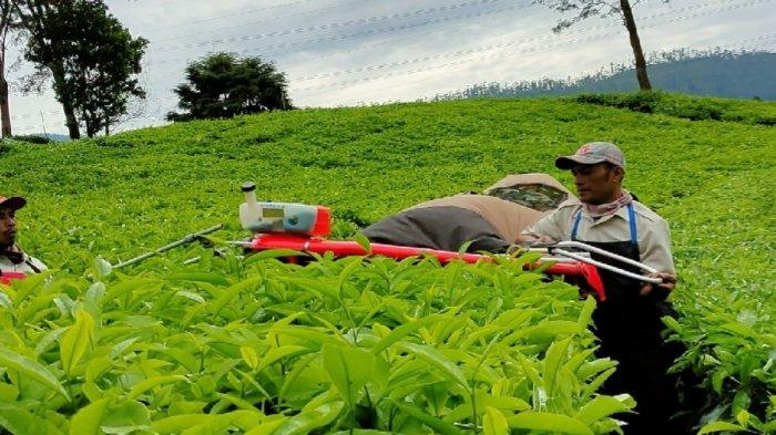 Manfaatkan Barang Bekas, PTPN VIII Berinovasi Buat Mesin Petik Jangkrik ...