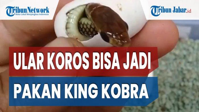 VIDEO Meski Ular Koros Bisa Jadi Pakan King Kobra, Pawang Ular Pilih ...