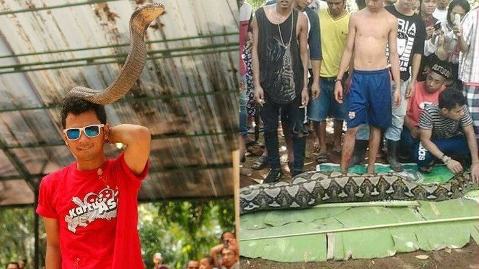 Panji Petualang Ungkap Penyebab Ular Piton Sulawesi Kerap Menelan Orang ... Panji Petualang Ungkap Penyebab Ular Piton Sulawesi Kerap Menelan Orang ...