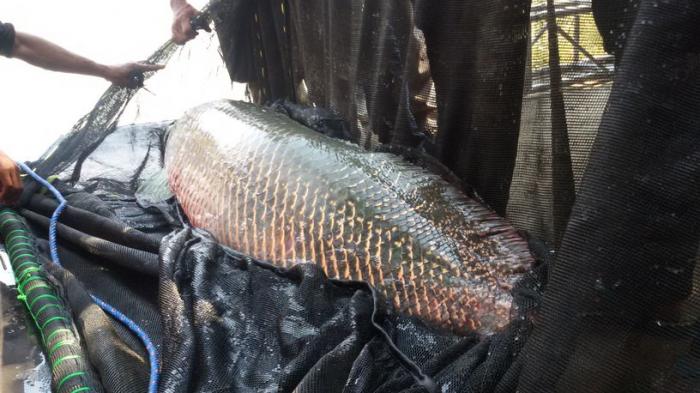 Wow . . . Ada Ikan Monster di Kolam Pancing dan Langsung Catat 3 Rekor ...