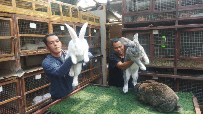 Yuk ke Lembang Melihat Kelinci Jumbo Seharga Rp 20 Juta yang Diminati Banyak Artis, Lincah dan ...