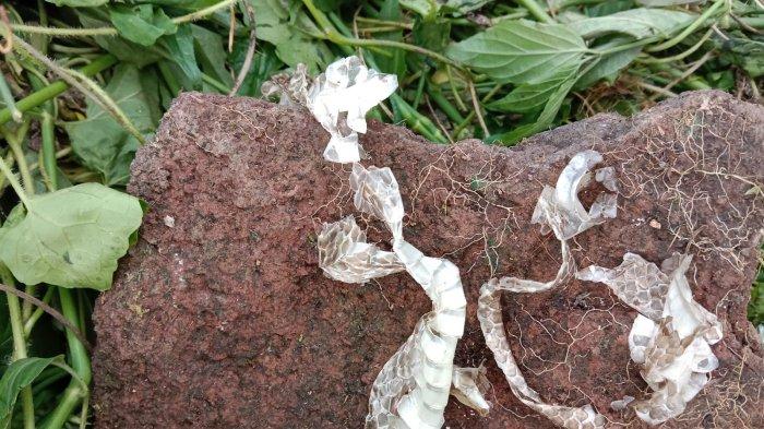 Pemadam Kebakaran Tangkap Ular Kobra Jawa dan Lanang Sapi Setelah Warga ...