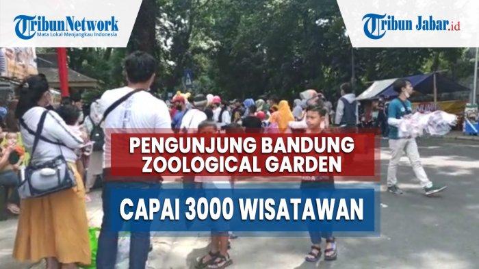 VIDEO Pengunjung Bandung Zoological Garden (Bazoga) Membludak Capai ...
